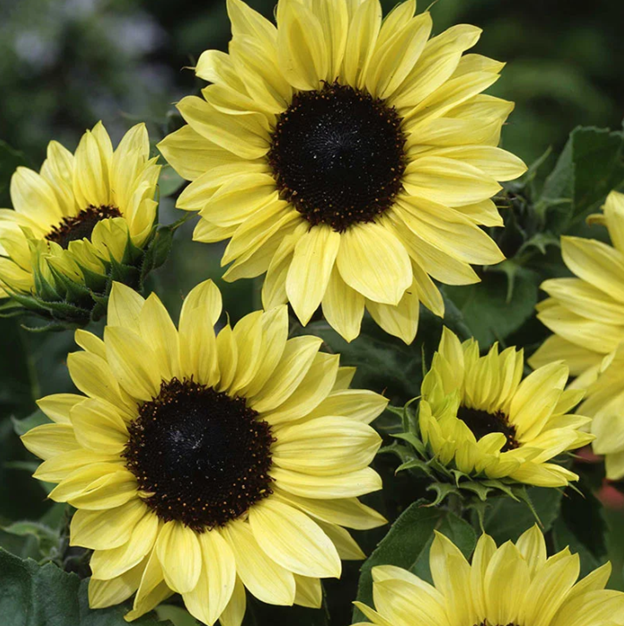 Sunflowers 4' to 7' 11" in height – The Sunflower Man
