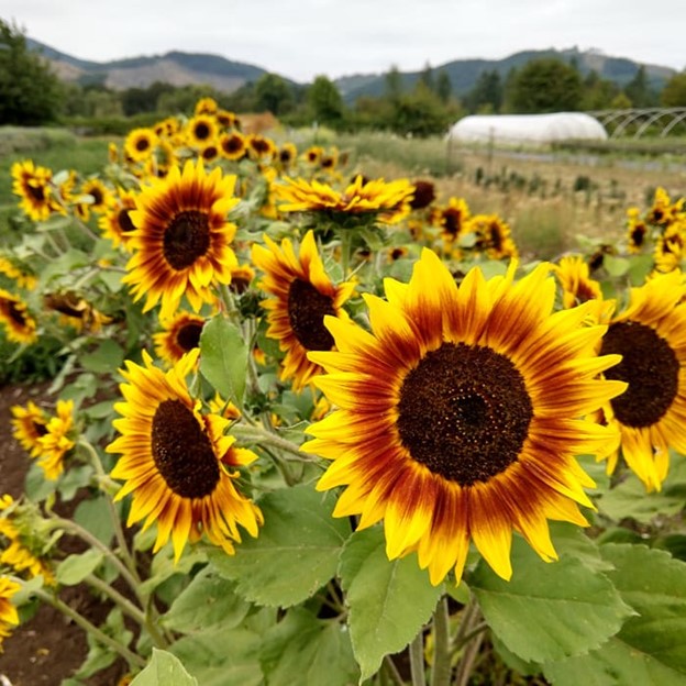 Sunflowers – The Sunflower Man