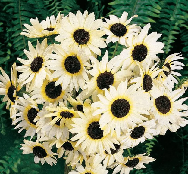 Italian White Sunflower – The Sunflower Man