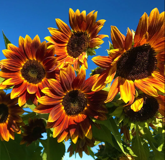 Earthwalker Sunflower – The Sunflower Man